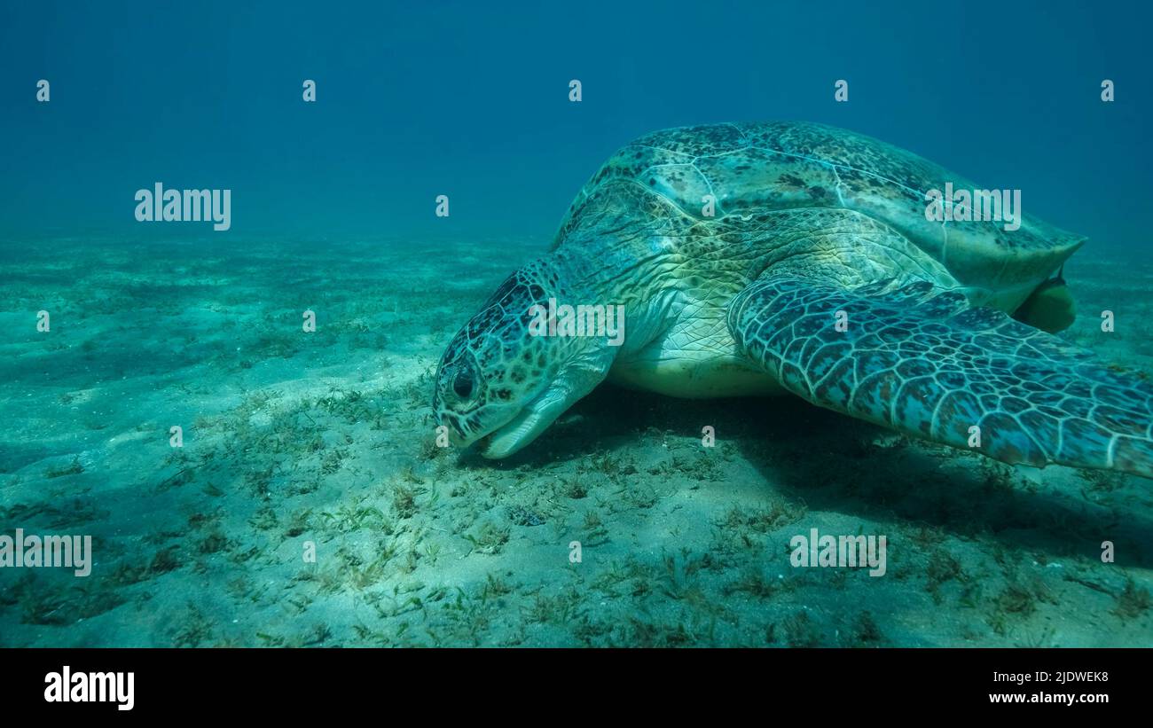 Big Sea Turtle green eats green sea grass on the seabed. Green sea ...
