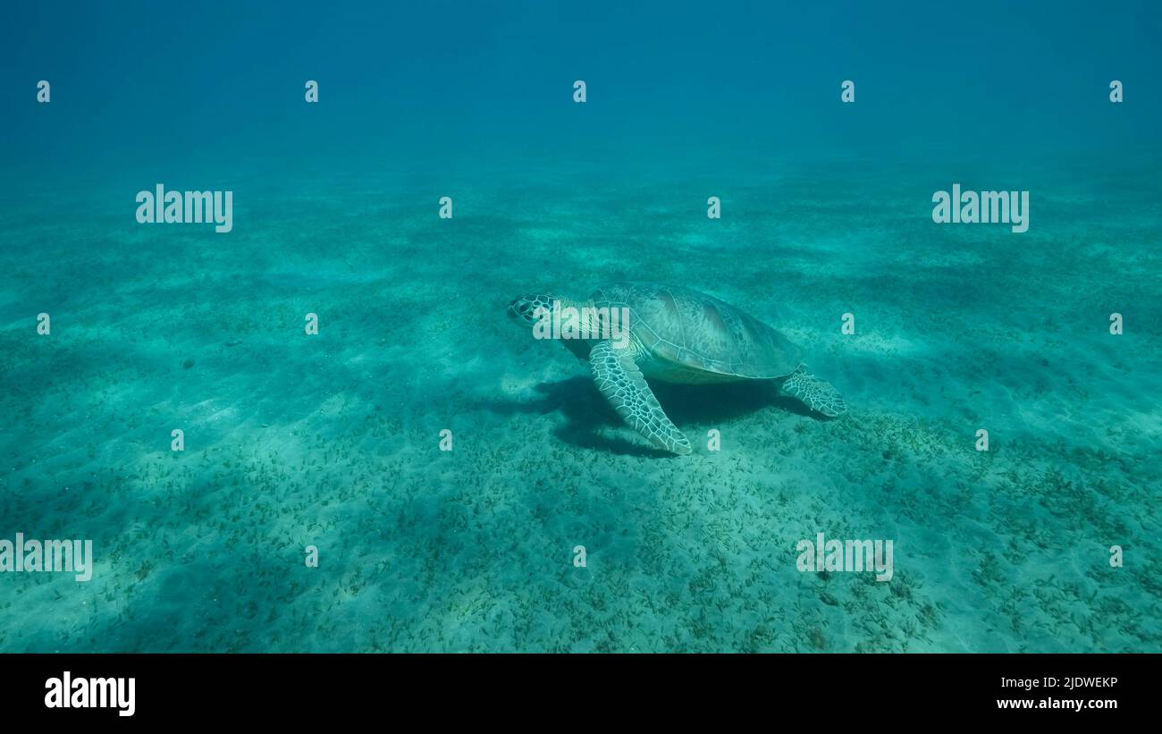 Big Sea Turtle green swim above seabed covered with green sea grass ...