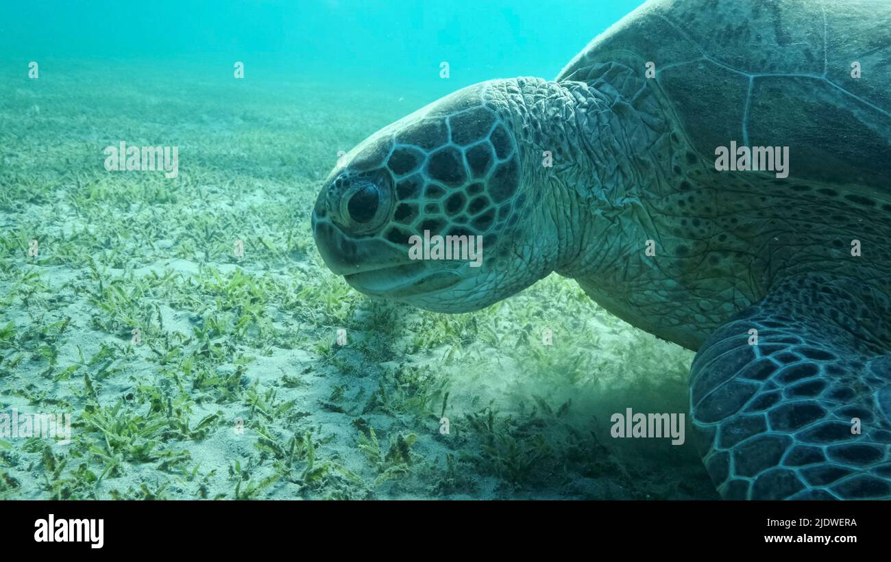 Green sea turtles algae hi-res stock photography and images - Alamy
