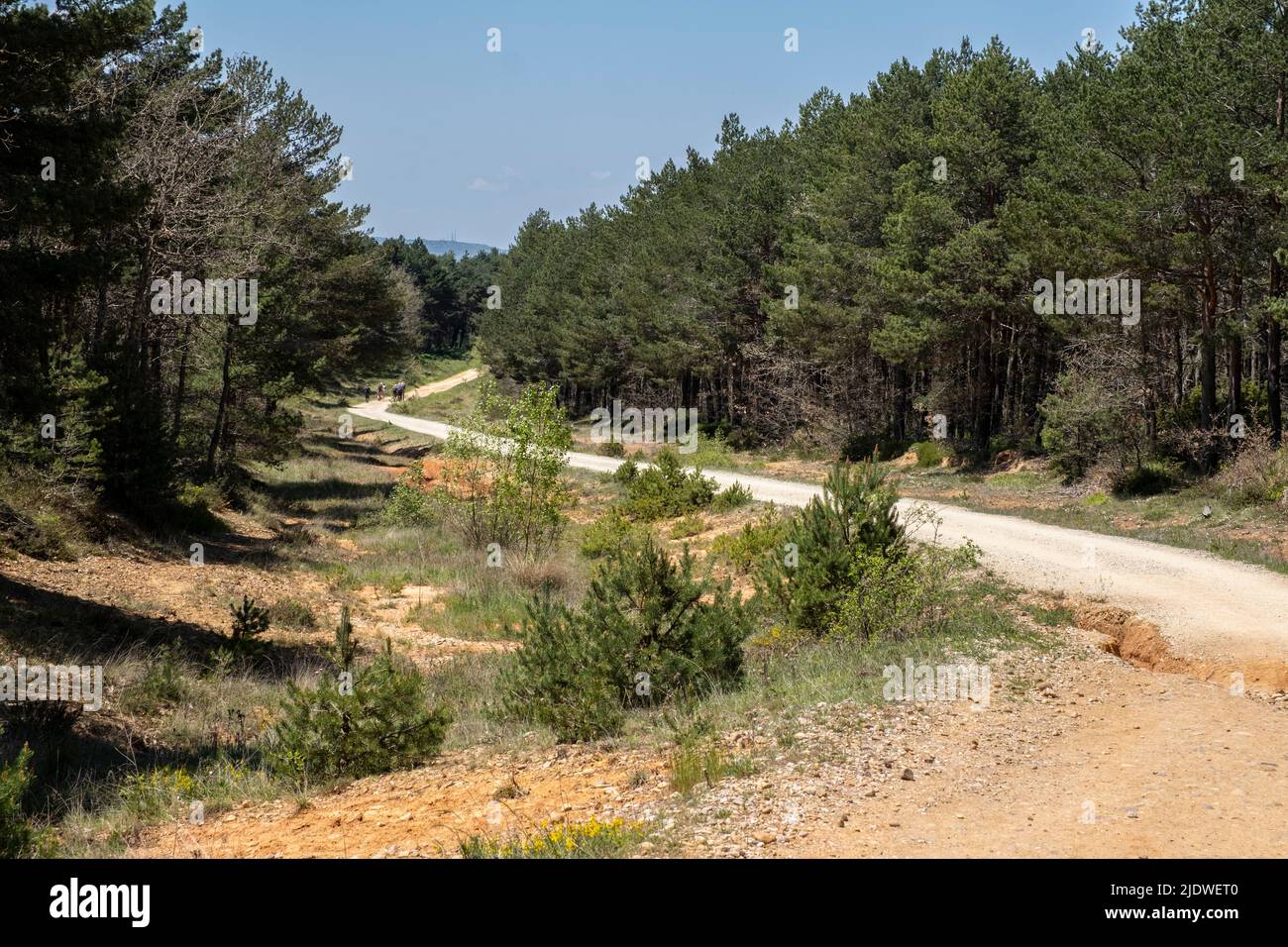 Spain, Camino de Santiago Going through Woods in the Oca Mountains, en ...