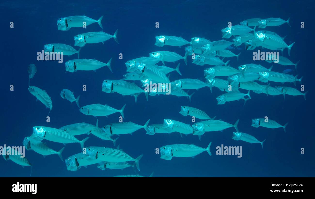 School of Mackerel fish swims in the blue water with open mouth ram ...