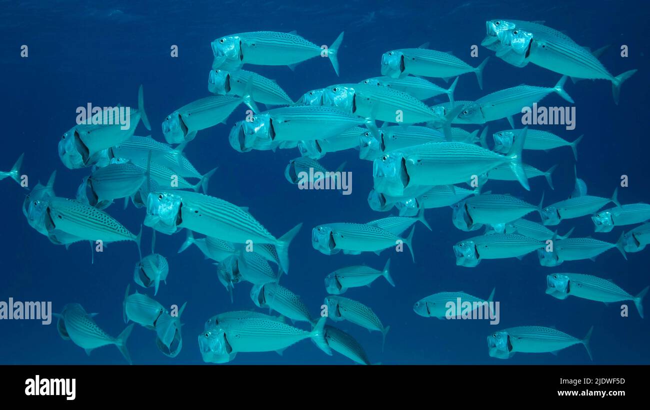 School of Mackerel fish swims in the blue water with open mouth ram ...