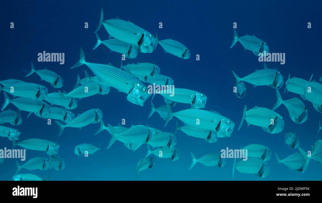 School of Mackerel fish swims in the blue water with open mouth ram ...