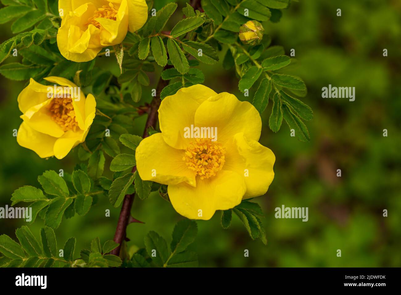 Wild rose bush hi-res stock photography and images - Alamy