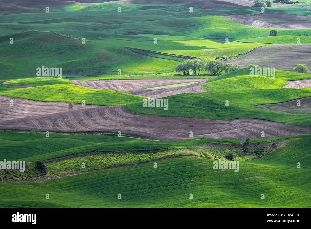 Palouse Fields in Spring in Washington State Stock Photo - Alamy
