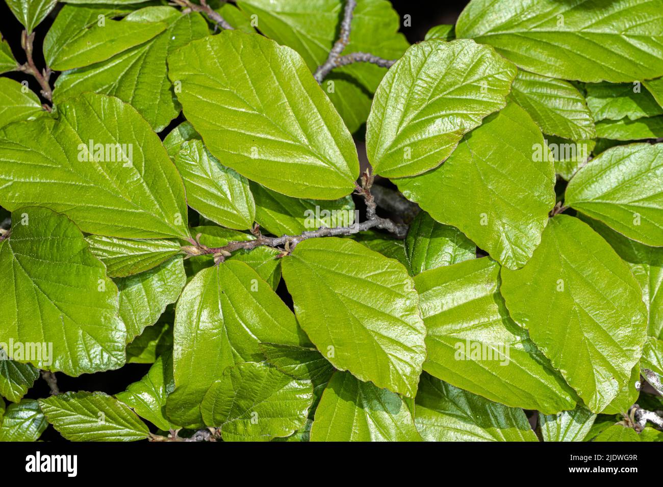 Leaves of Persian Parrotia (Parrotia persica Stock Photo - Alamy