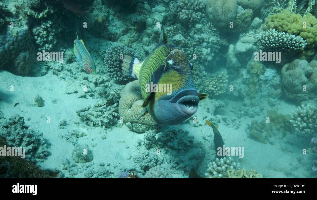 Red Sea, Egypt. 23rd June, 2022. Trigger fish on coral reef. Titan ...