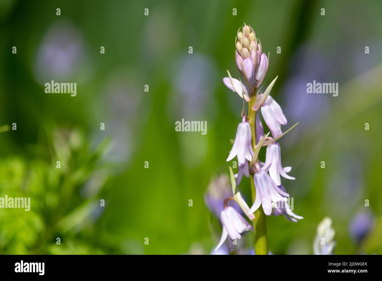 Close up of a pink Spanish bluebell (hyacinthoides hispanica) flower in ...