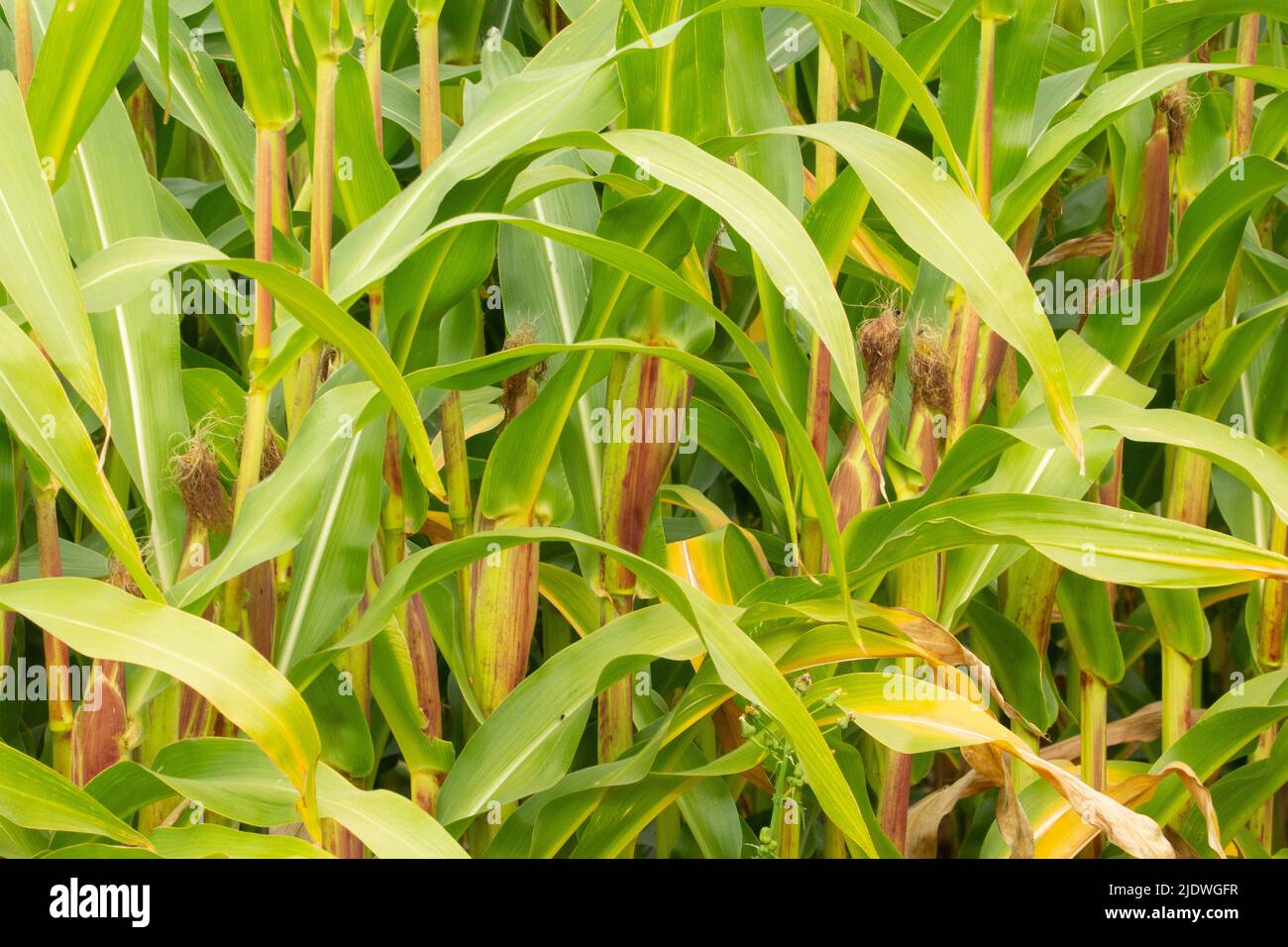 More plants hi-res stock photography and images - Alamy