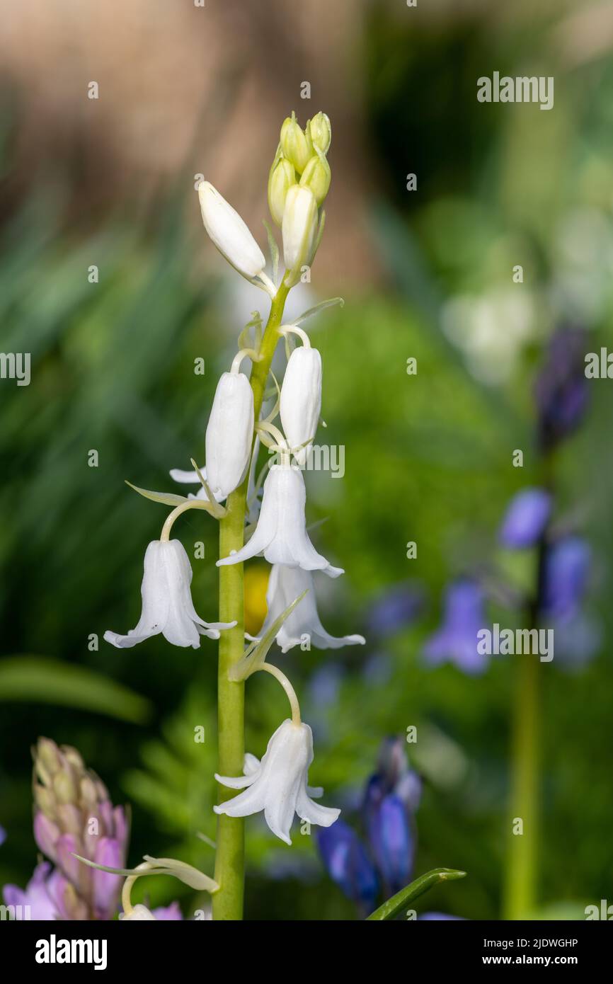 Close up of a white Spanish bluebell (hyacinthoides hispanica) flower ...