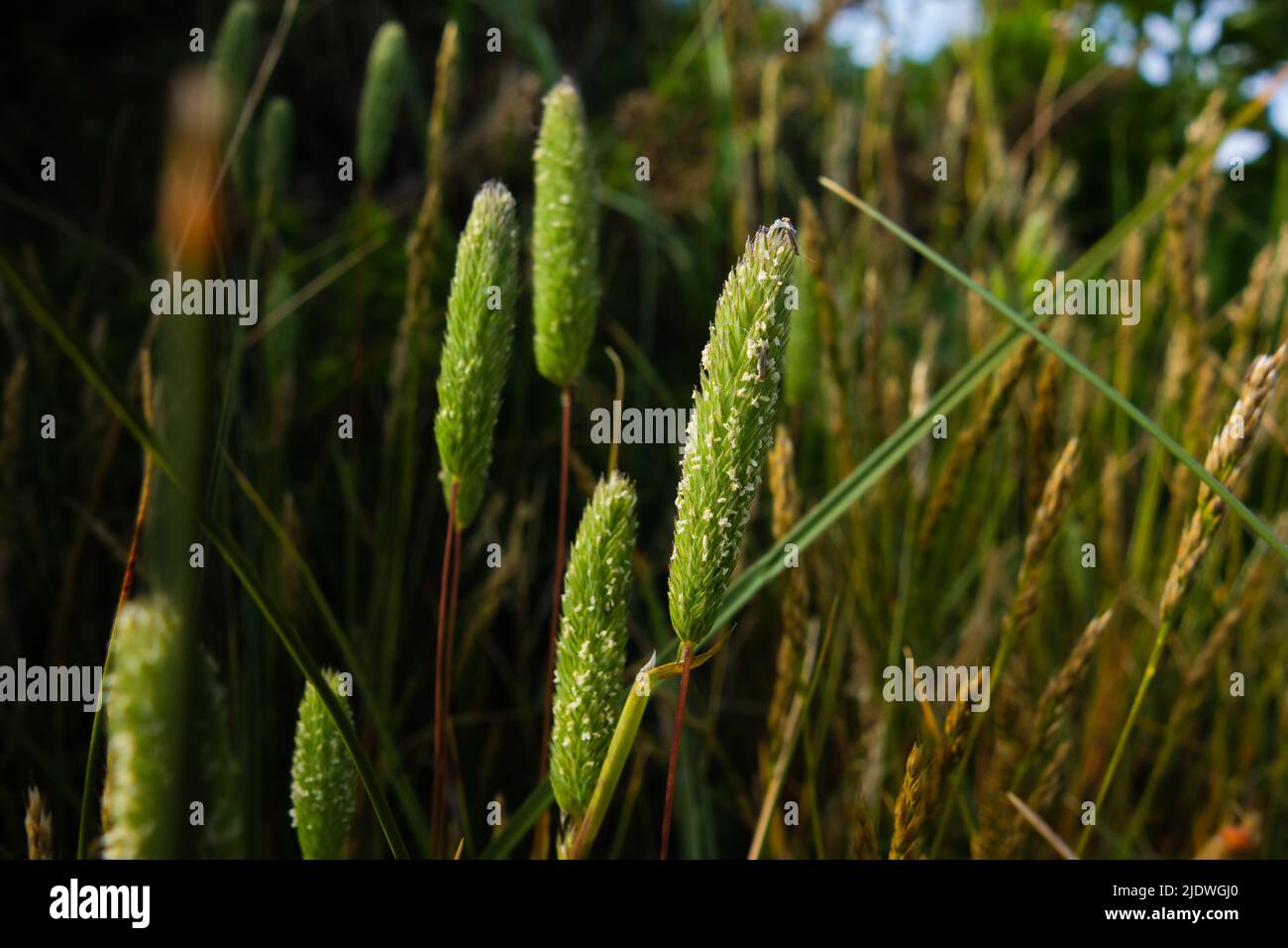 isolated grass seed heads with a natural dark green background Stock ...