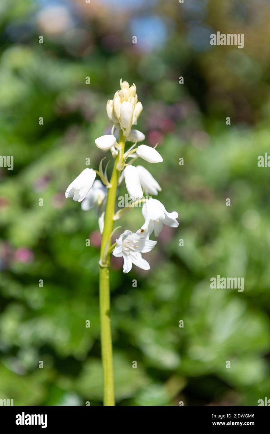Close up of a white Spanish bluebell (hyacinthoides hispanica) flower ...