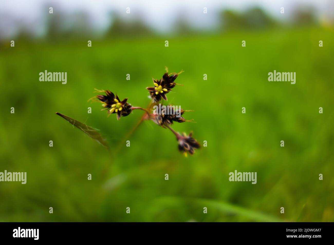 Jointed Rush (Juncus articulatus) seed head and flowers isolated on a ...