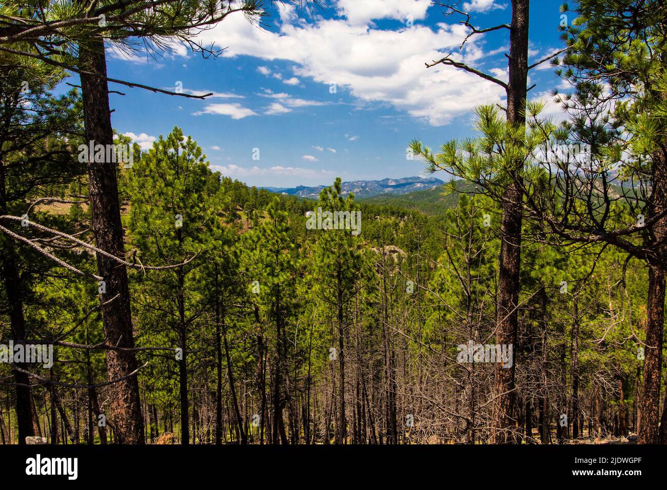 Heddy Draw Overlook, Custer State Park, South Dakota Stock Photo - Alamy
