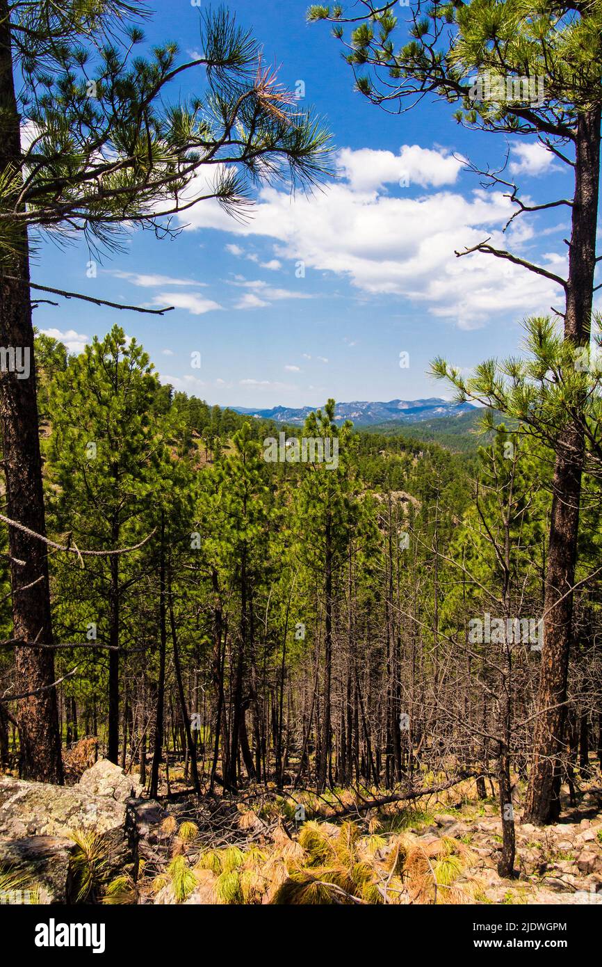 Heddy Draw Overlook, Custer State Park, South Dakota Stock Photo - Alamy