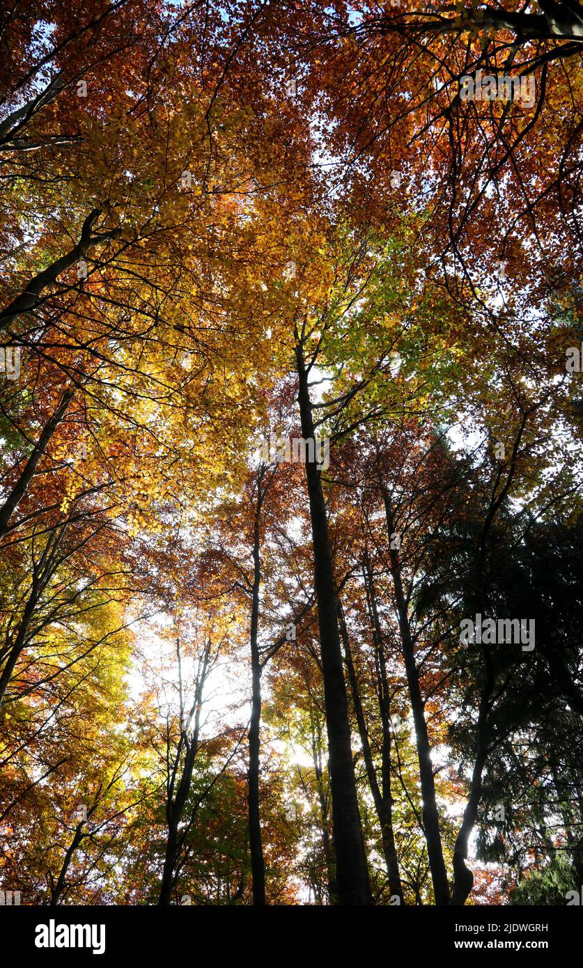 autumnal background with tall trees with lots and lots of colorful ...