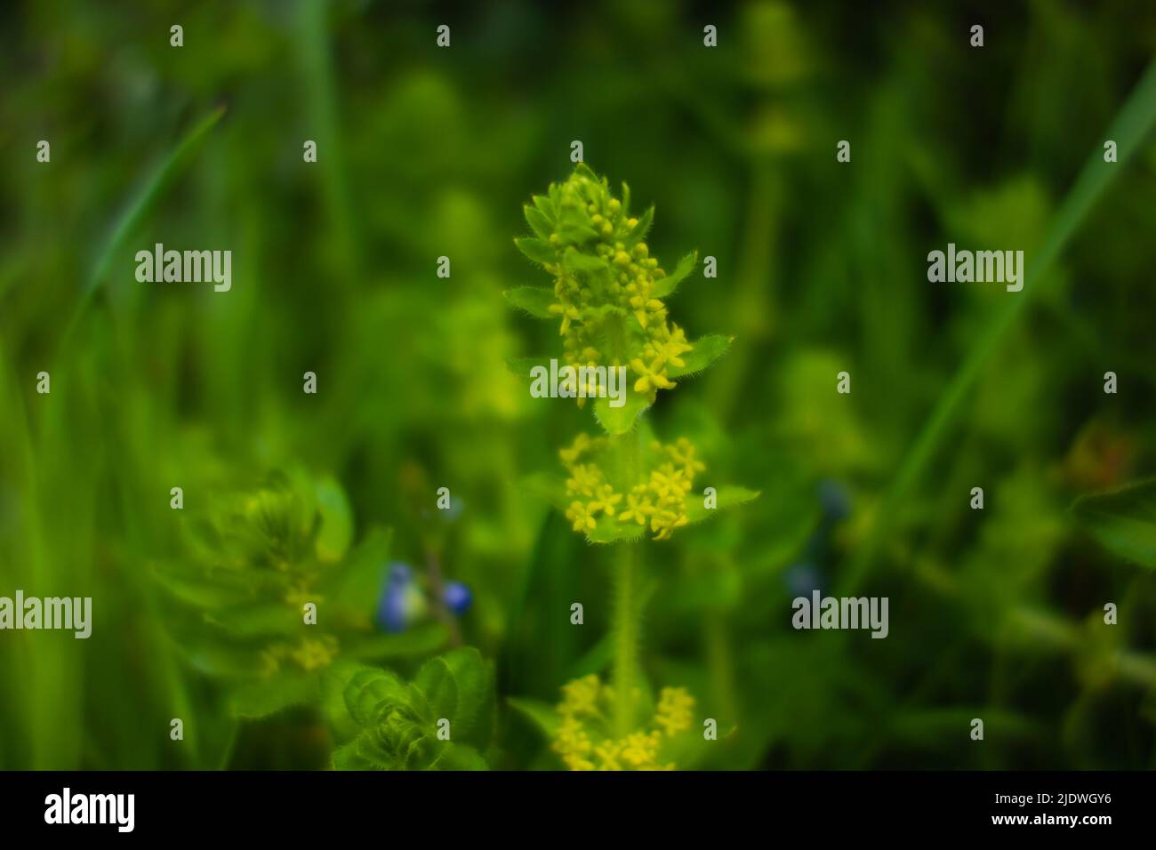 pale yellow and green wildflower spike isolated on a natural green ...