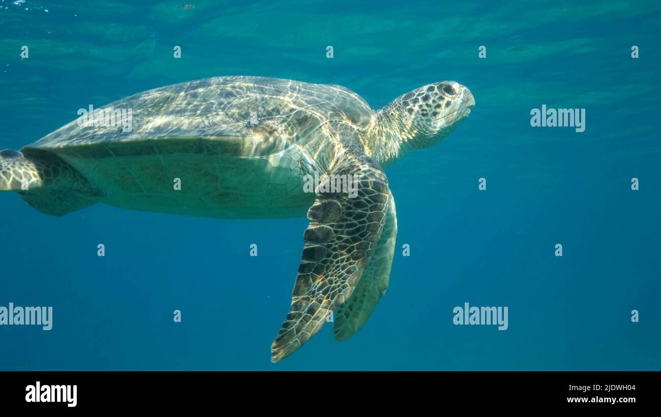 Red Sea, Egypt. 23rd June, 2022. Big Sea Turtle swim under surface of ...