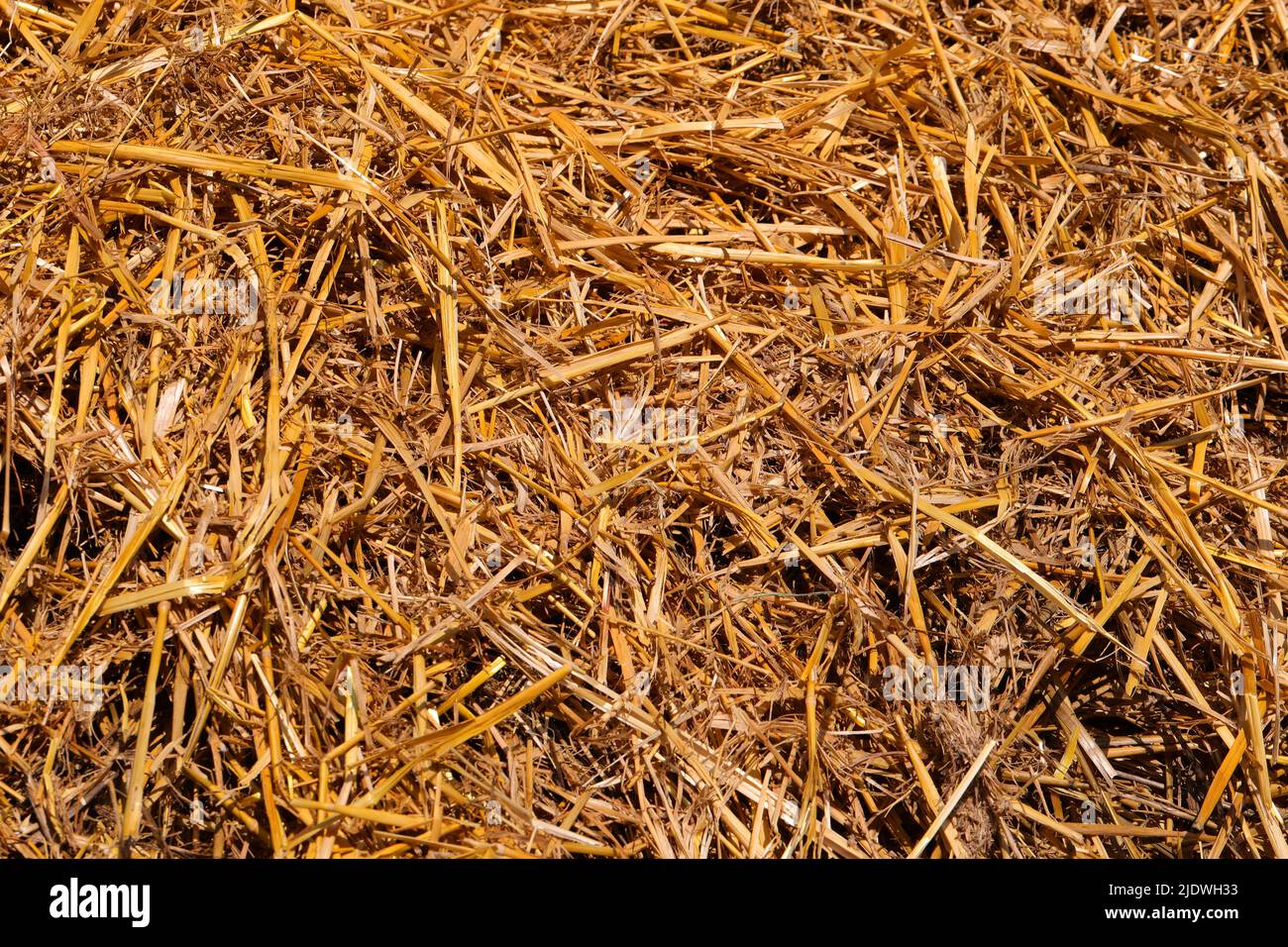 yellow background of dry grass straw and very hard hay ideal as a ...