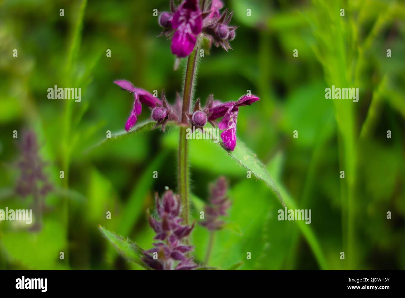 Purple Dead-nettle (Lamium purpureum) detail of flower head with hairs ...