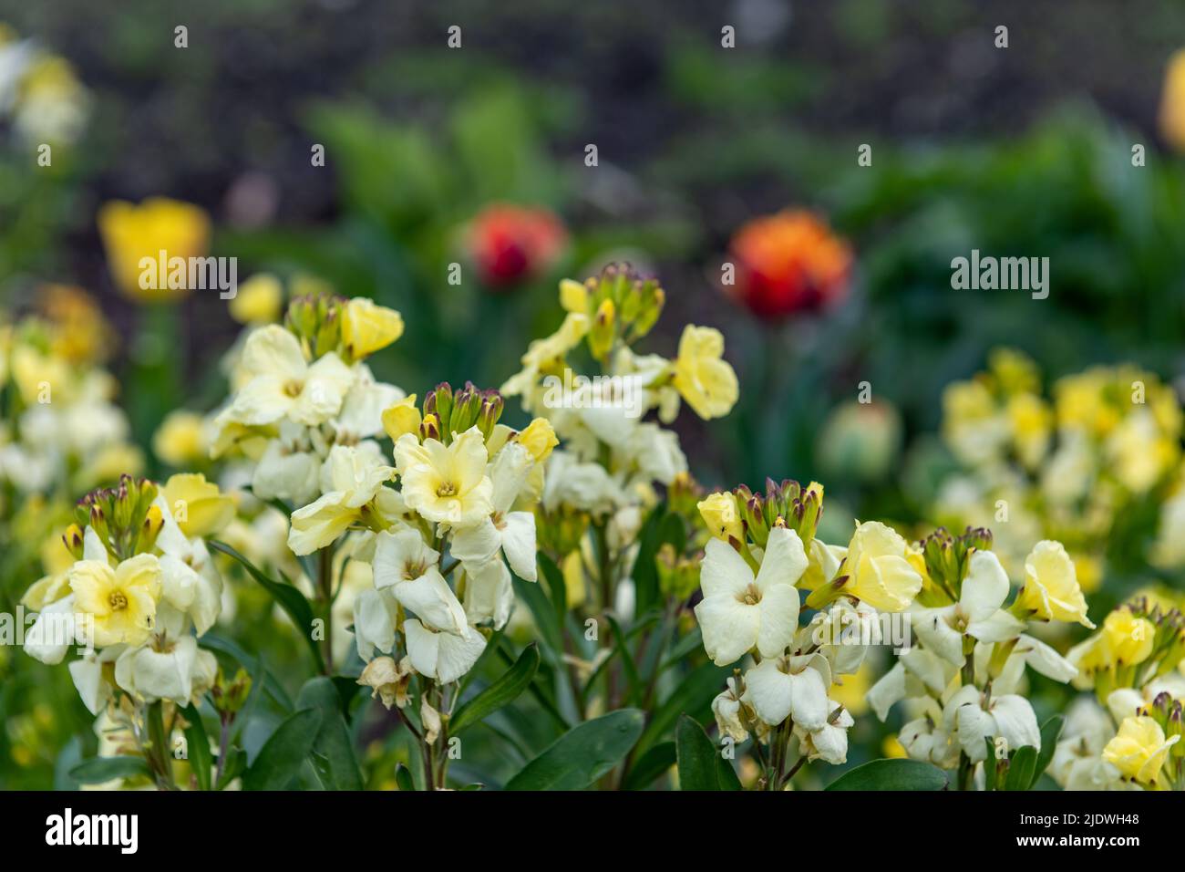 Close up of yellow wallflowers in bloom Stock Photo - Alamy