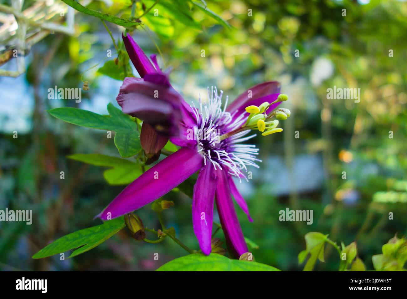 purple passion flower against a natural plant background Stock Photo ...