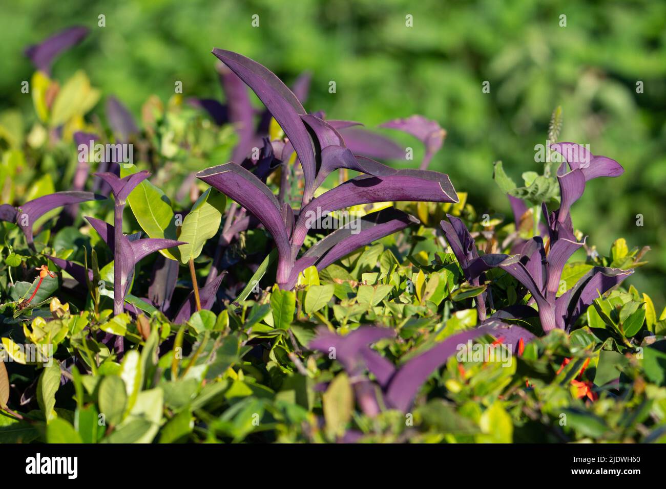 purple tropical leaves on a natural green leaf background Stock Photo ...