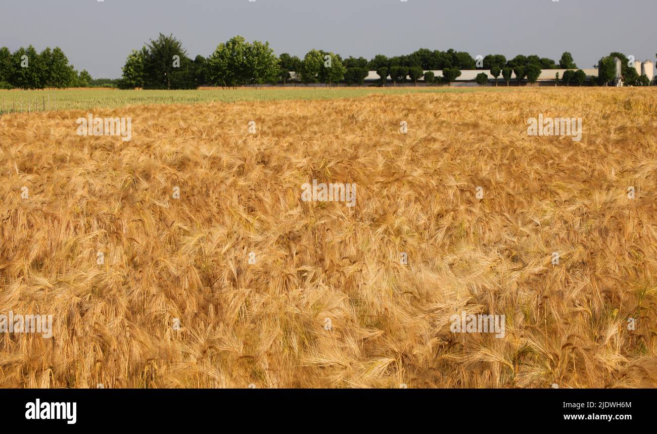 field cultivated with golden ears of ripe wheat in early summer ready ...