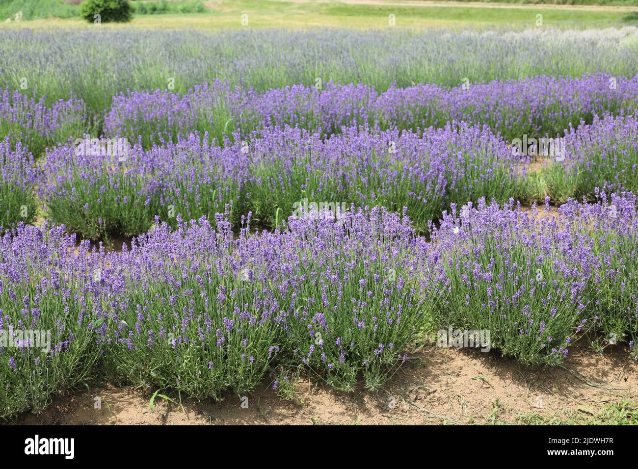 Cultivated field of Lavender Flowers in summer without people Stock ...