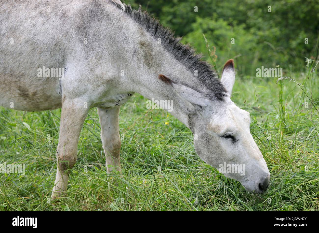 young donkey grazing the grass with closed eyes and long ears Stock ...