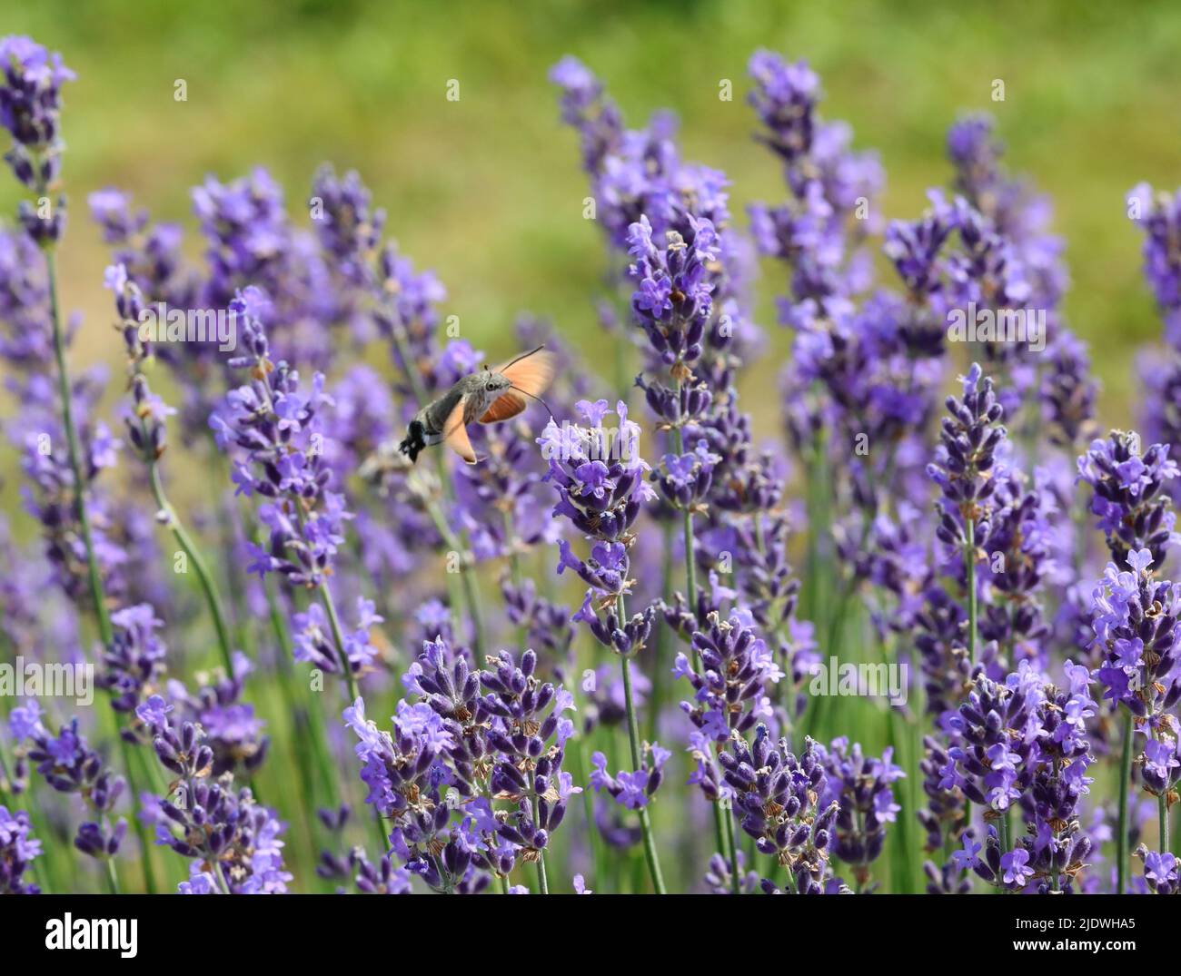 flight of a butterfly called hummingbird hawk moth while sucking nectar ...