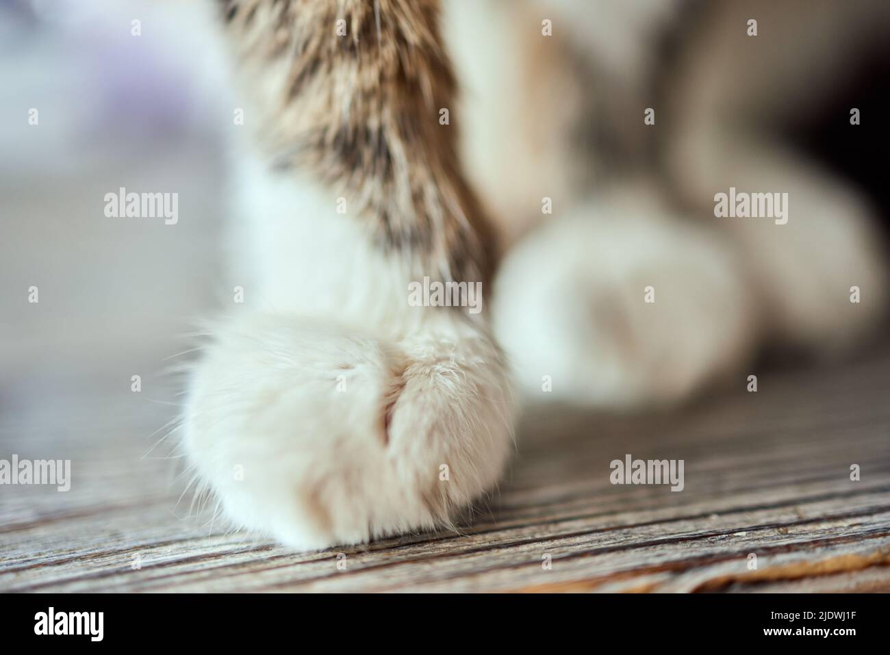 Top view of cat's paws. Wooden background Stock Photo - Alamy