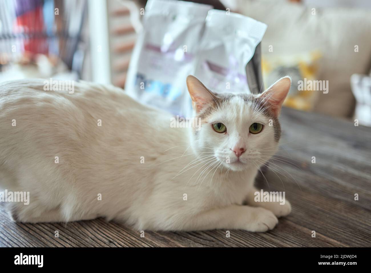 cat lying down on wooden table looking at camera Stock Photo - Alamy