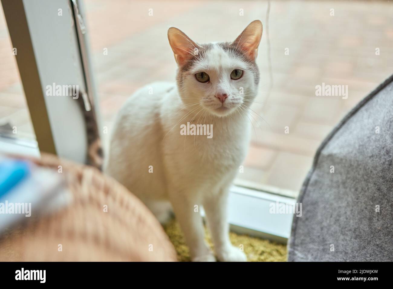 Domestic cat sitting near the window looking outside Stock Photo - Alamy