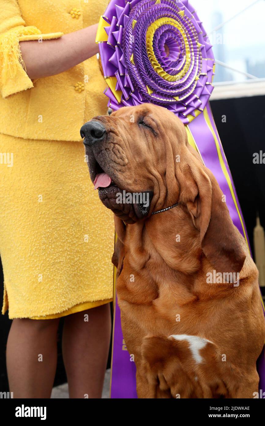 Bloodhound kennel club show hi-res stock photography and images - Alamy