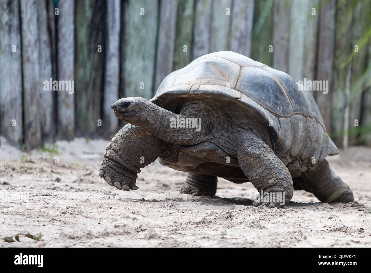 Around the theme of nature hi-res stock photography and images - Alamy