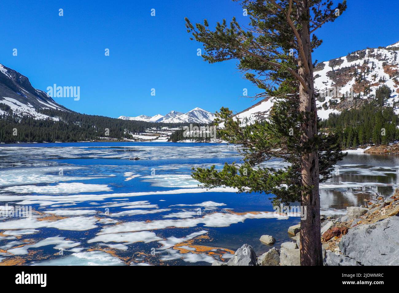 Melting ice floating on the surface of Tioga Lake, Yosemite National ...