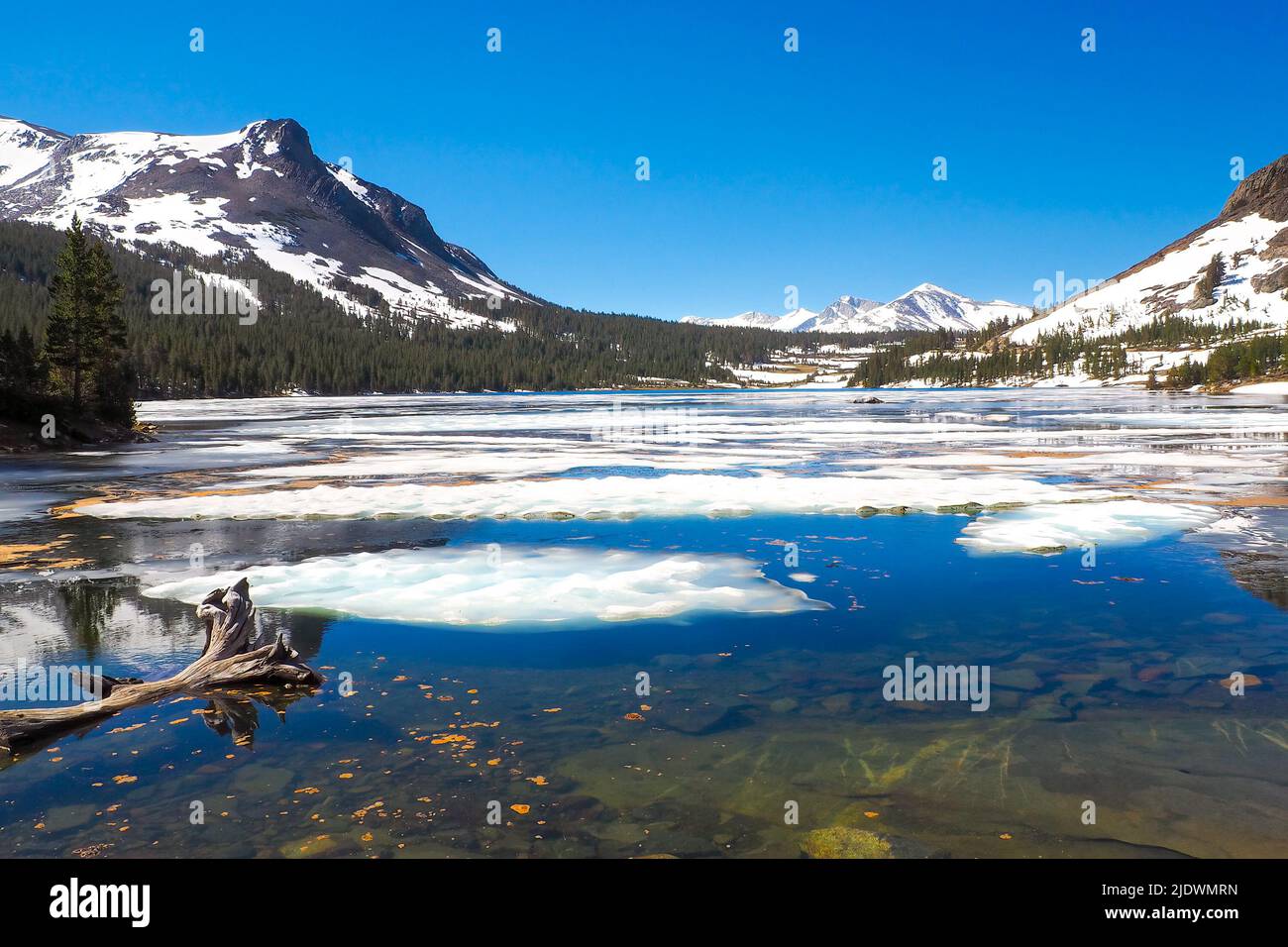 Melting ice floating on the surface of Tioga Lake, Yosemite National ...