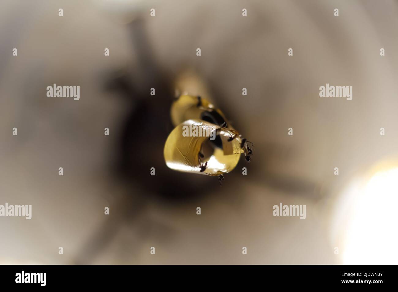 Defocus fly on yellow flypaper. Dead flies on sticky tape, trap for ...