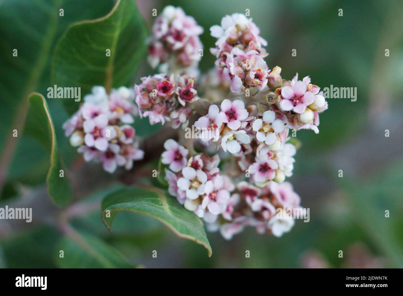 Cashew inflorescence hi-res stock photography and images - Alamy