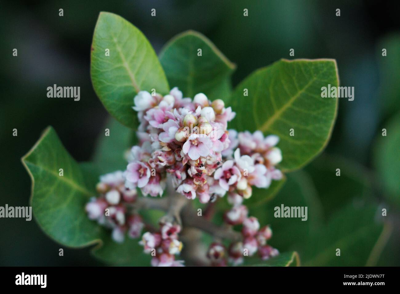 Pink flowering racemose panicle inflorescence of Rhus Integrifolia ...