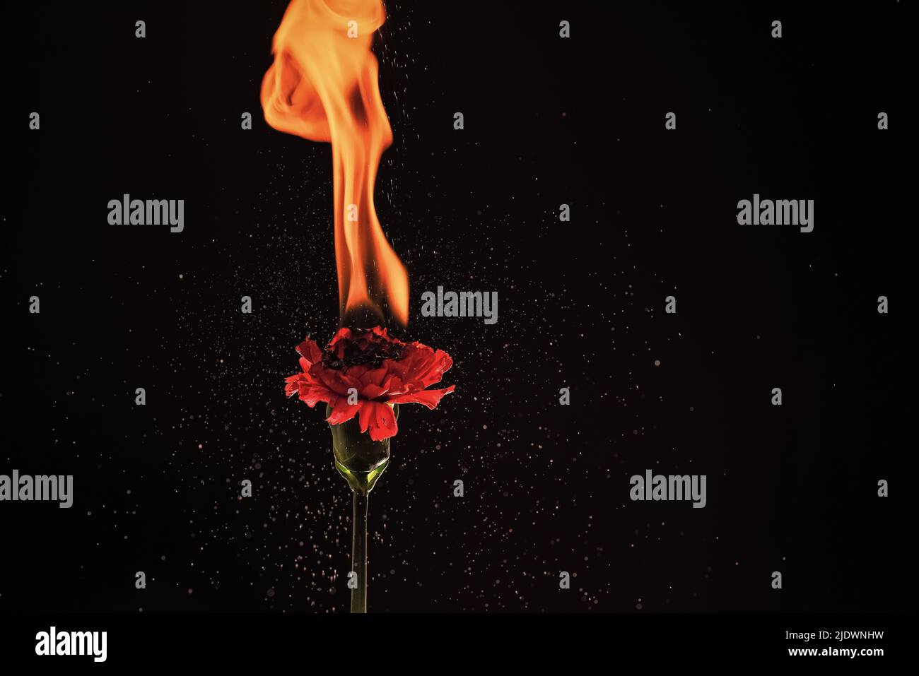 Carnation red dianthus flower burning with flame and sparks dark ...