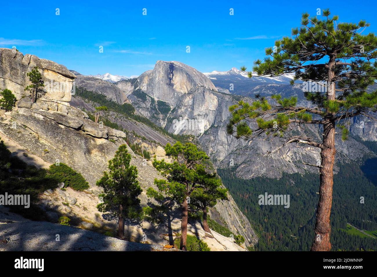 View of Half Dome from the top of Yosemite Falls with a lone pine tree ...