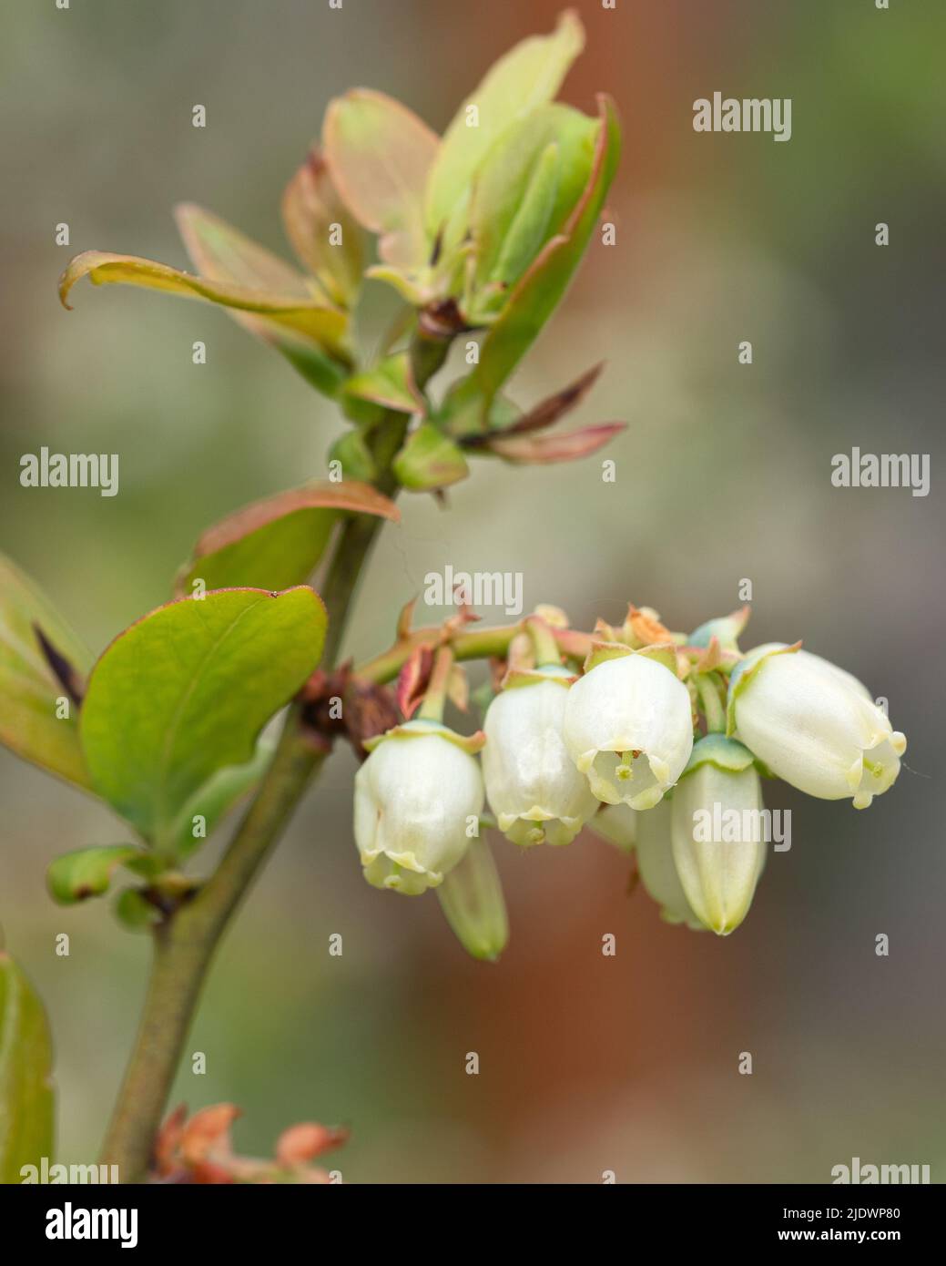 Blossom of Blueberry (Vaccinium myrtillus Stock Photo - Alamy