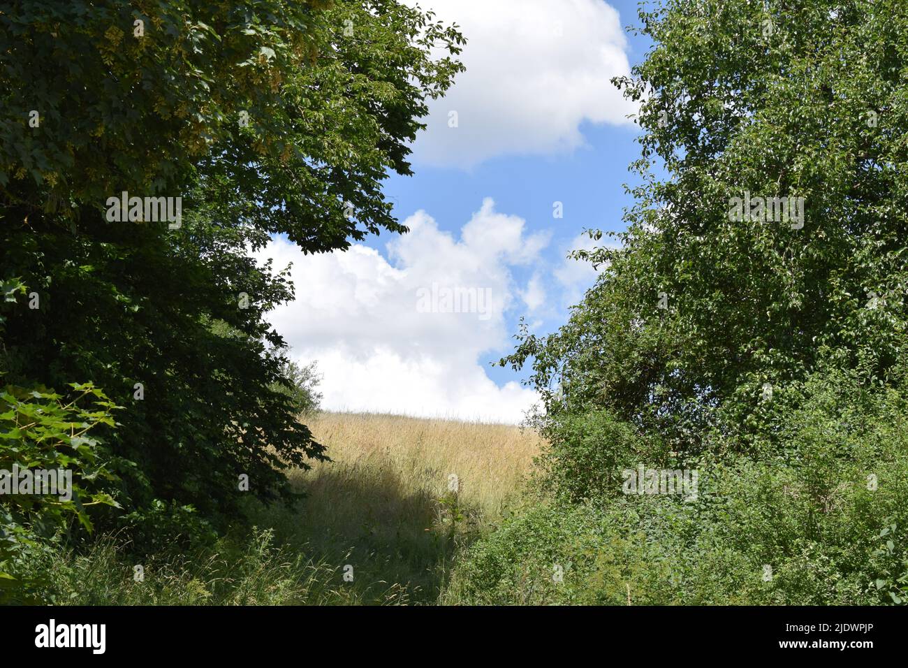 grain field behind the forest Stock Photo - Alamy