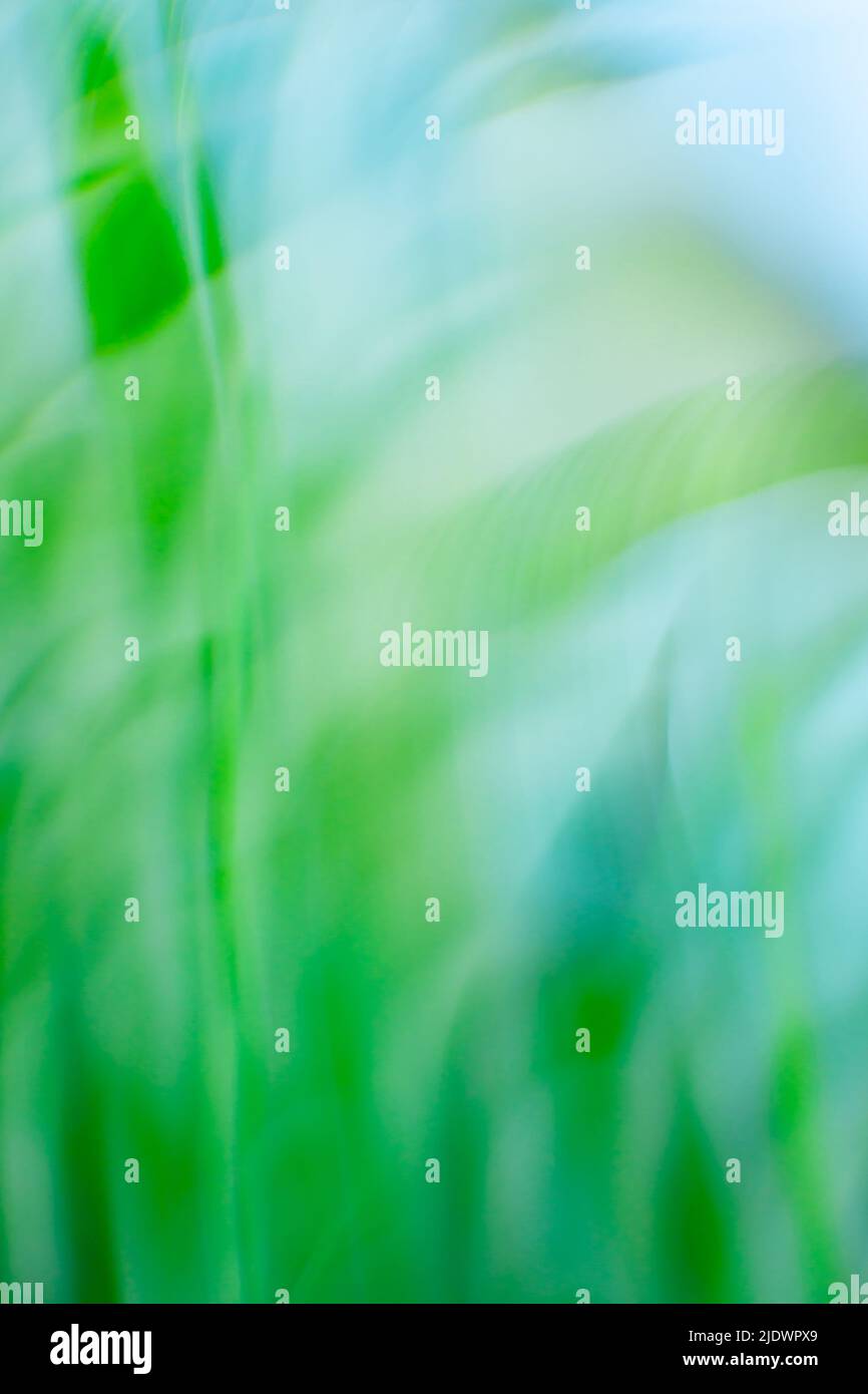 Green grass wild meadow blurred bio backgrounds. Amazing green plants ...