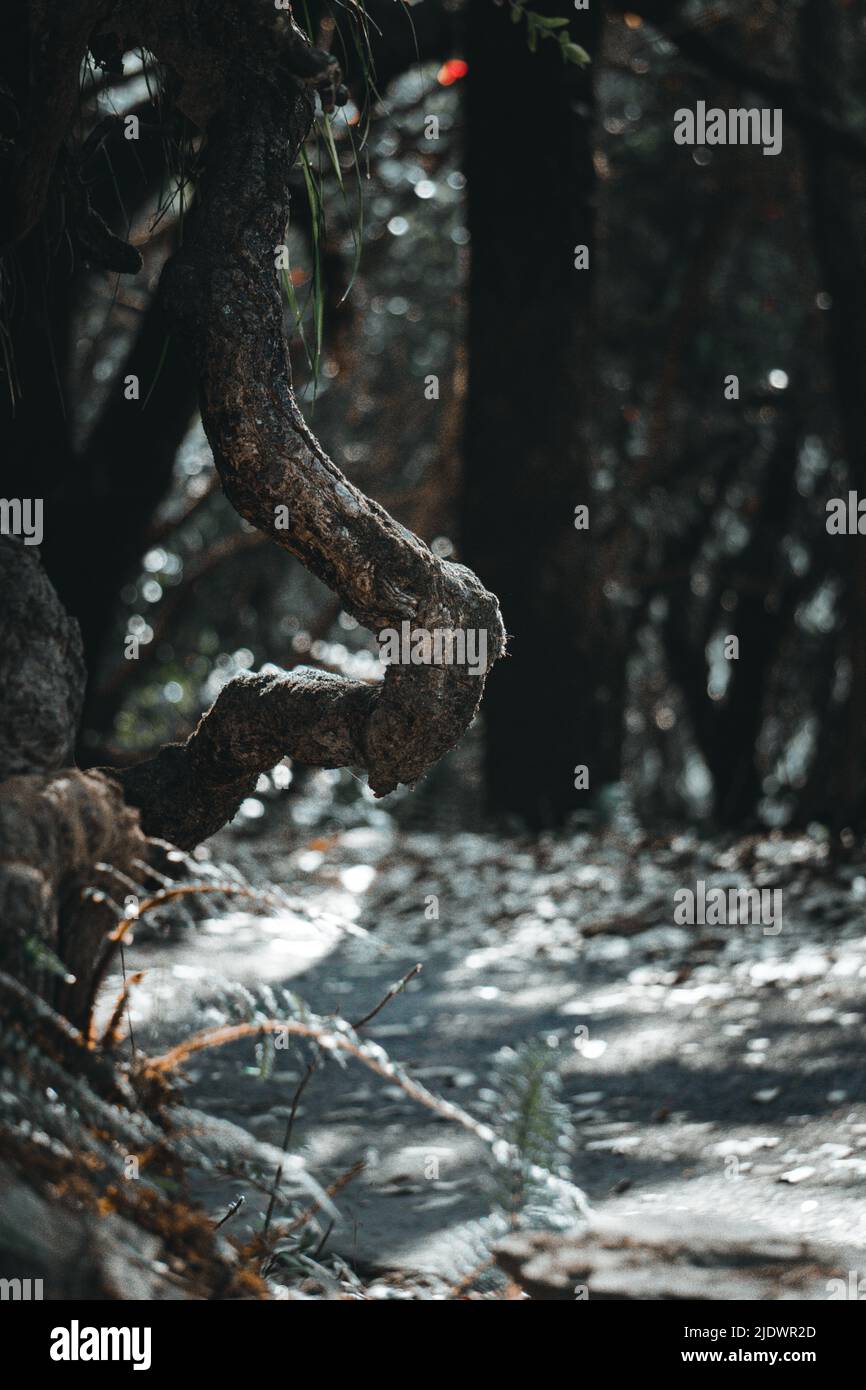 Portrait picture of tree trunk sticking out dark moody theme isolated ...