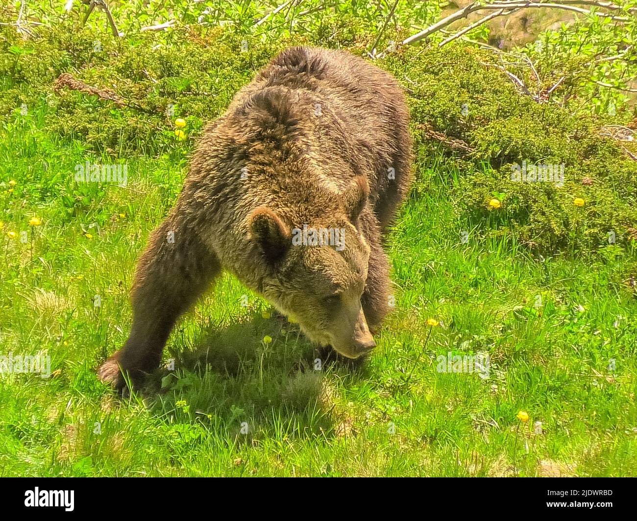 An adult bear, official symbol of canton of Bern, enters the water in ...