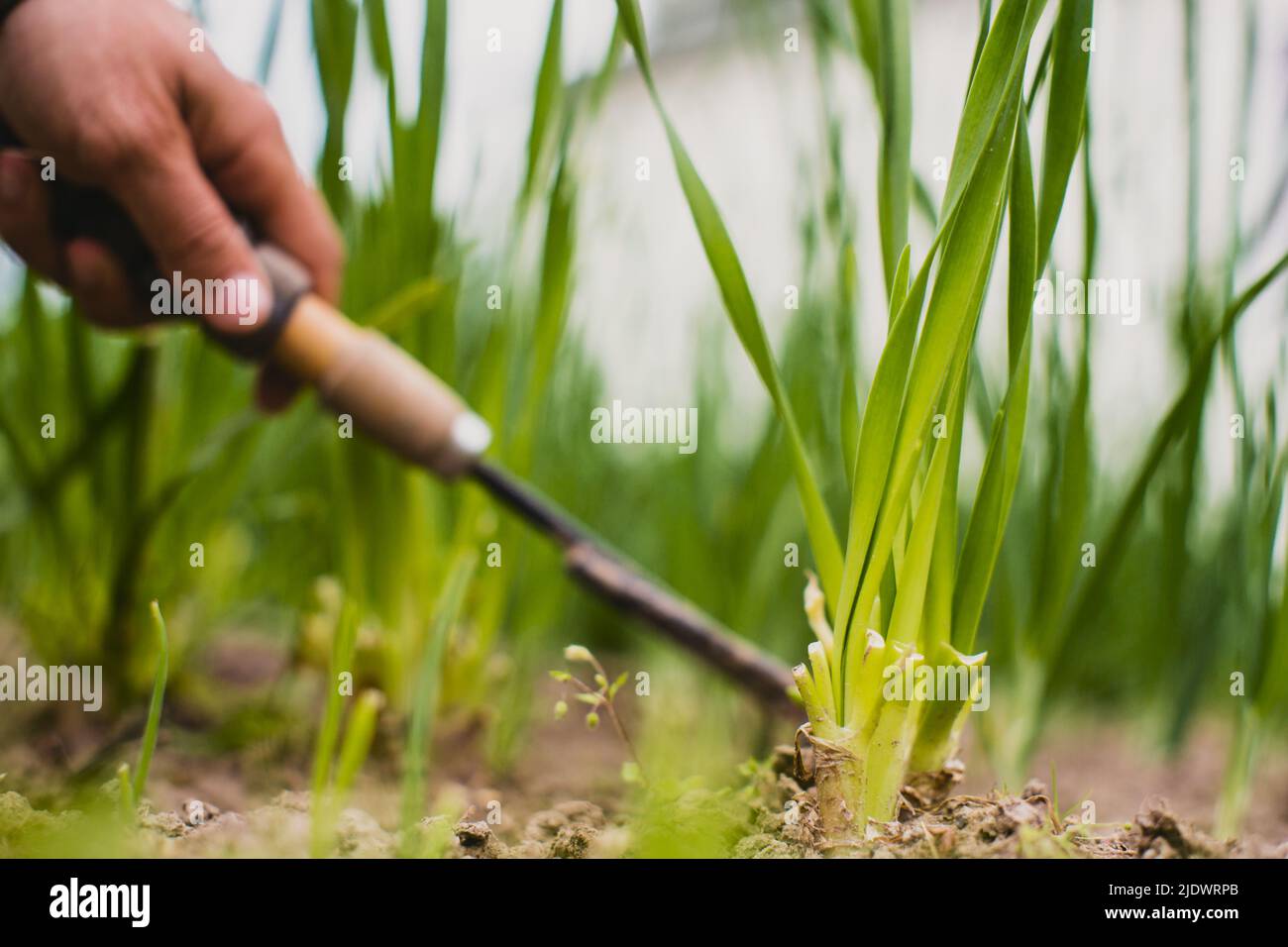 Weeding beds with agricultura plants growing in the garden. Weed and ...