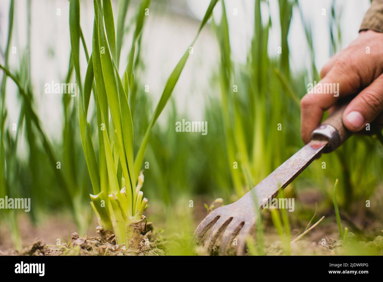 Weeding beds hi-res stock photography and images - Alamy